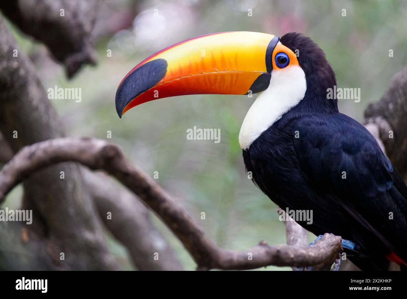 Santa Cruz de la Sierra, Bolivia. 12th Jan, 2024. Toco Toucan ...