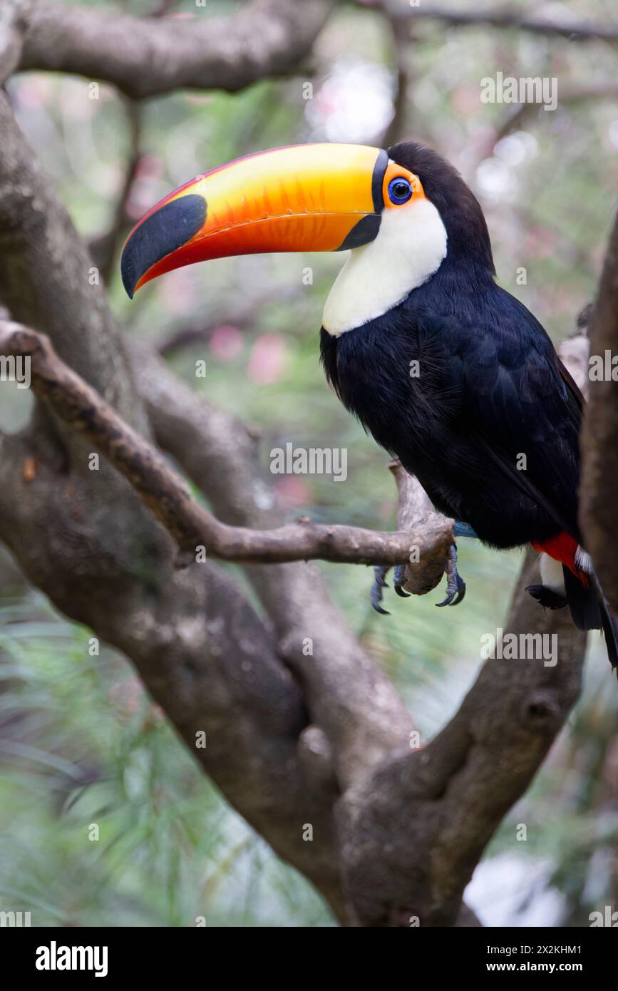 Santa Cruz de la Sierra, Bolivia. 12th Jan, 2024. Toco Toucan ...