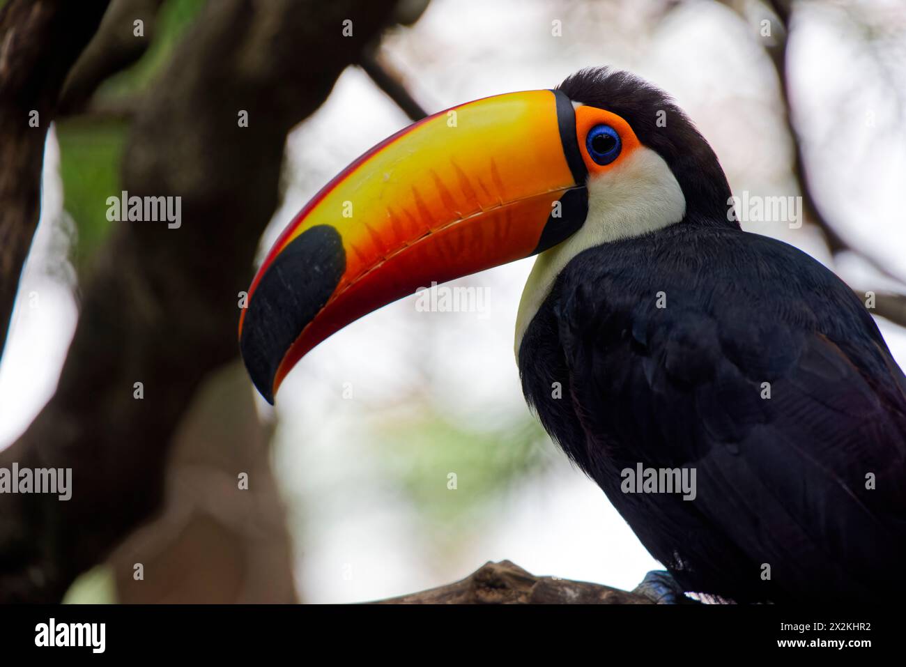 Santa Cruz de la Sierra, Bolivia. 12th Jan, 2024. Toco Toucan ...