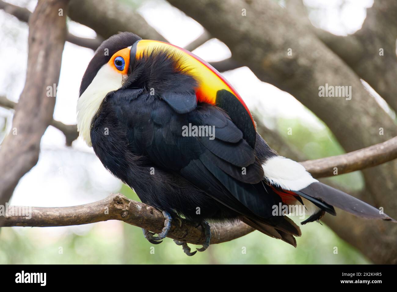 Santa Cruz de la Sierra, Bolivia. 12th Jan, 2024. Toco Toucan ...