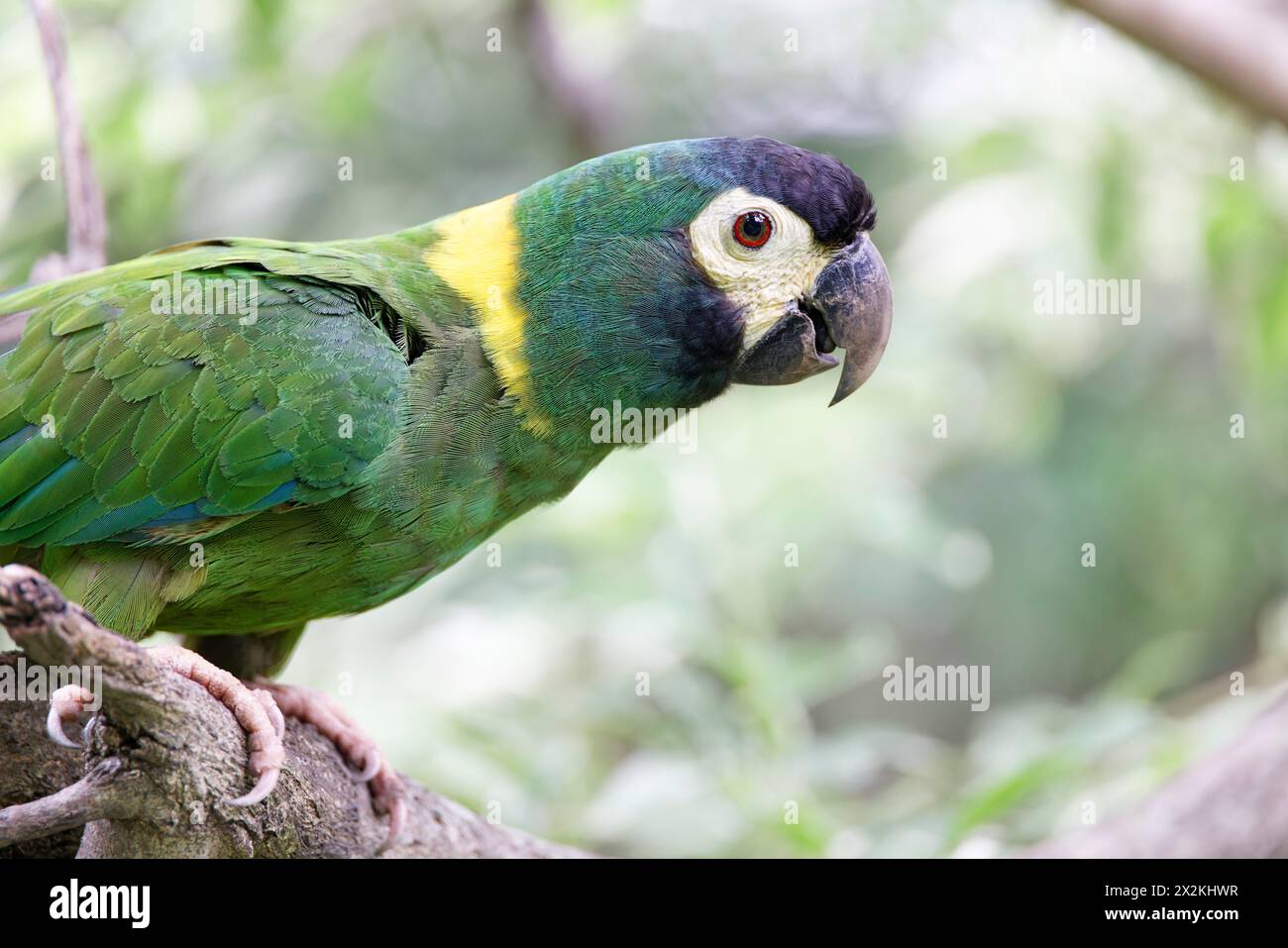 Santa Cruz de la Sierra, Bolivia. 12th Jan, 2024. White-eyed Parakeet ...
