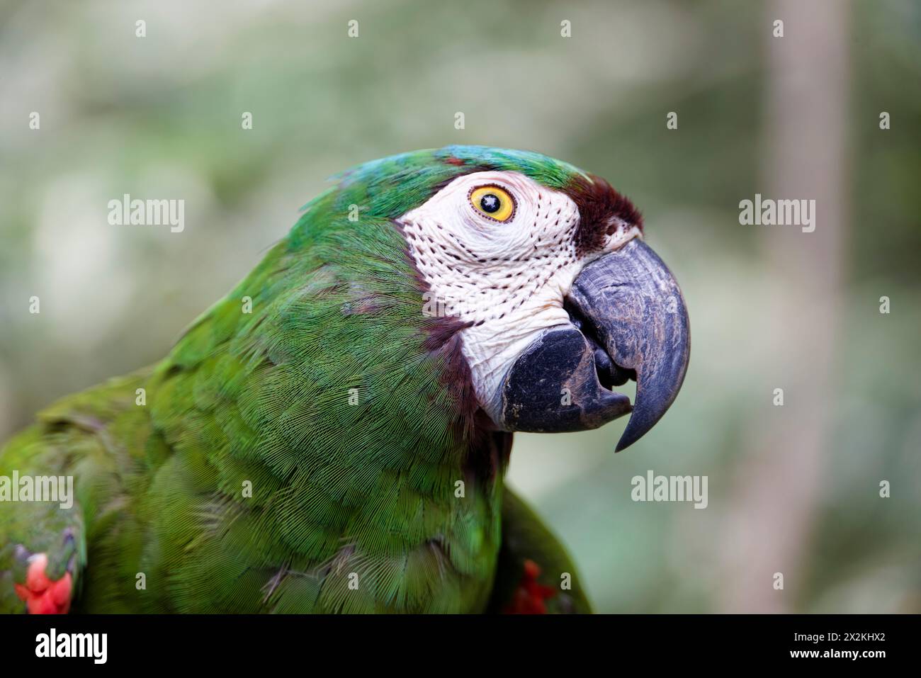 Santa Cruz de la Sierra, Bolivia. 12th Jan, 2024. White-eyed Parakeet ...