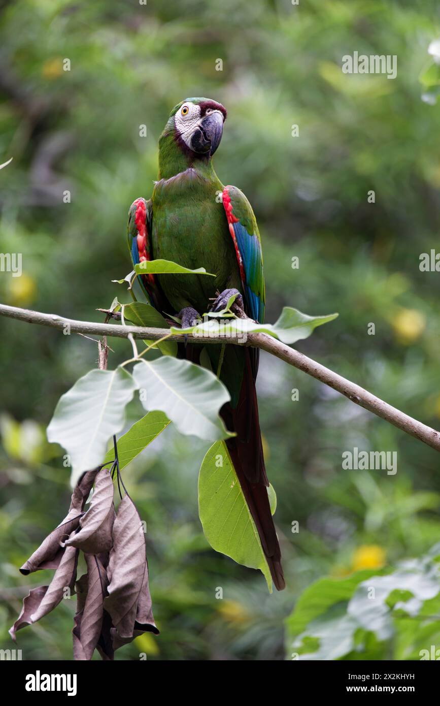 Santa Cruz de la Sierra, Bolivia. 12th Jan, 2024. White-eyed Parakeet ...