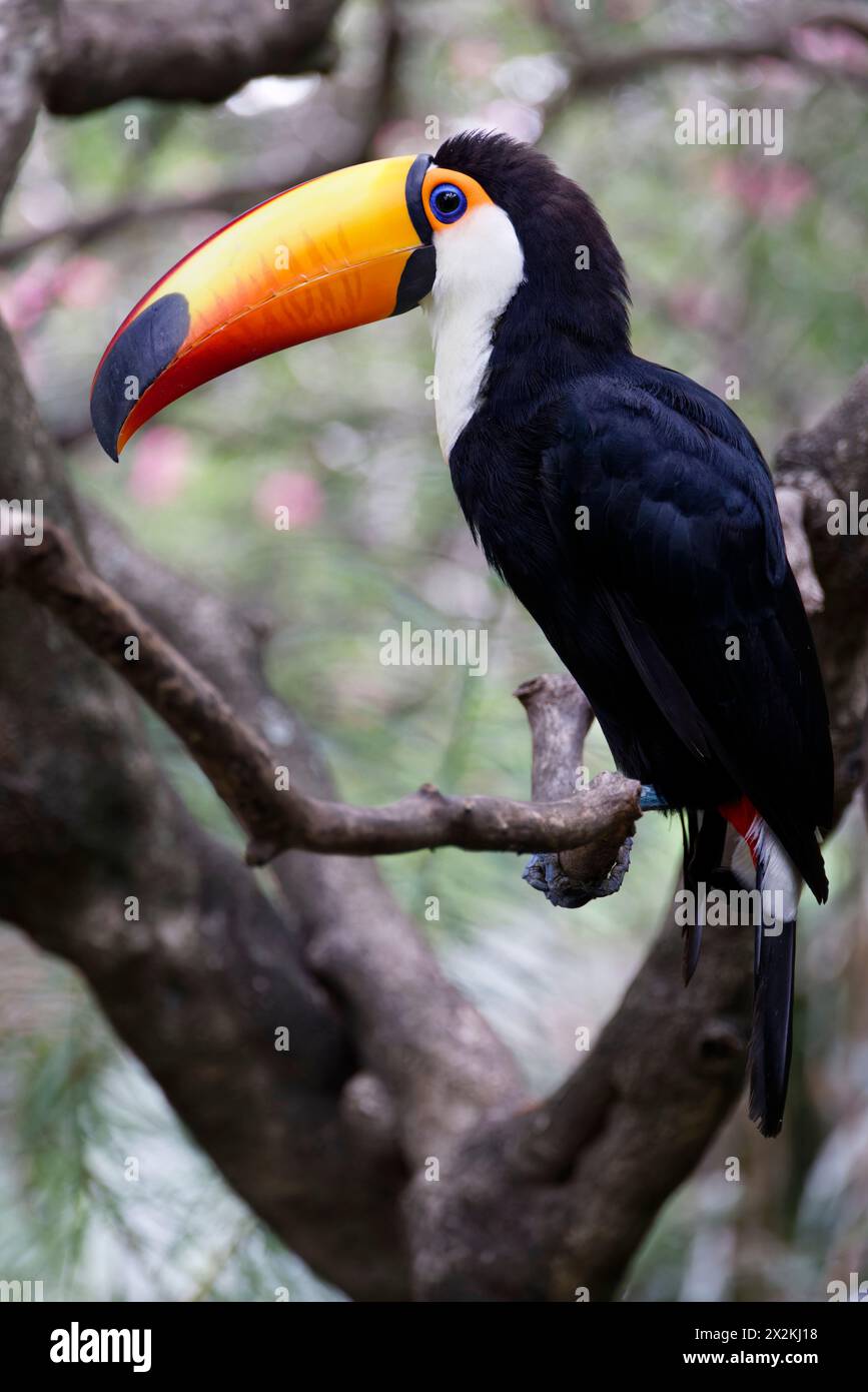 Santa Cruz de la Sierra, Bolivia. 12th Jan, 2024. Toco Toucan ...
