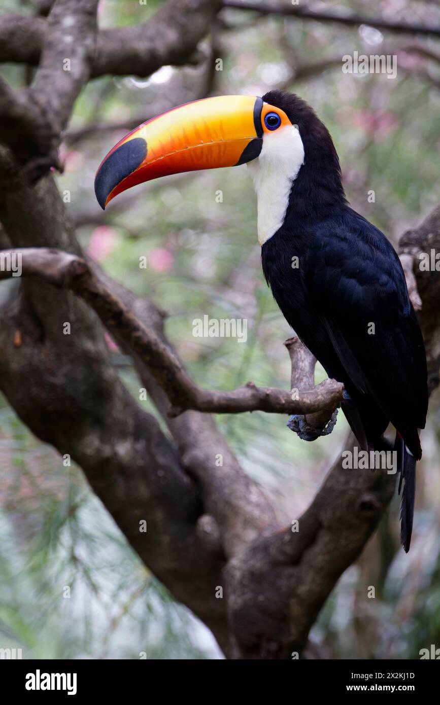 Santa Cruz de la Sierra, Bolivia. 12th Jan, 2024. Toco Toucan ...