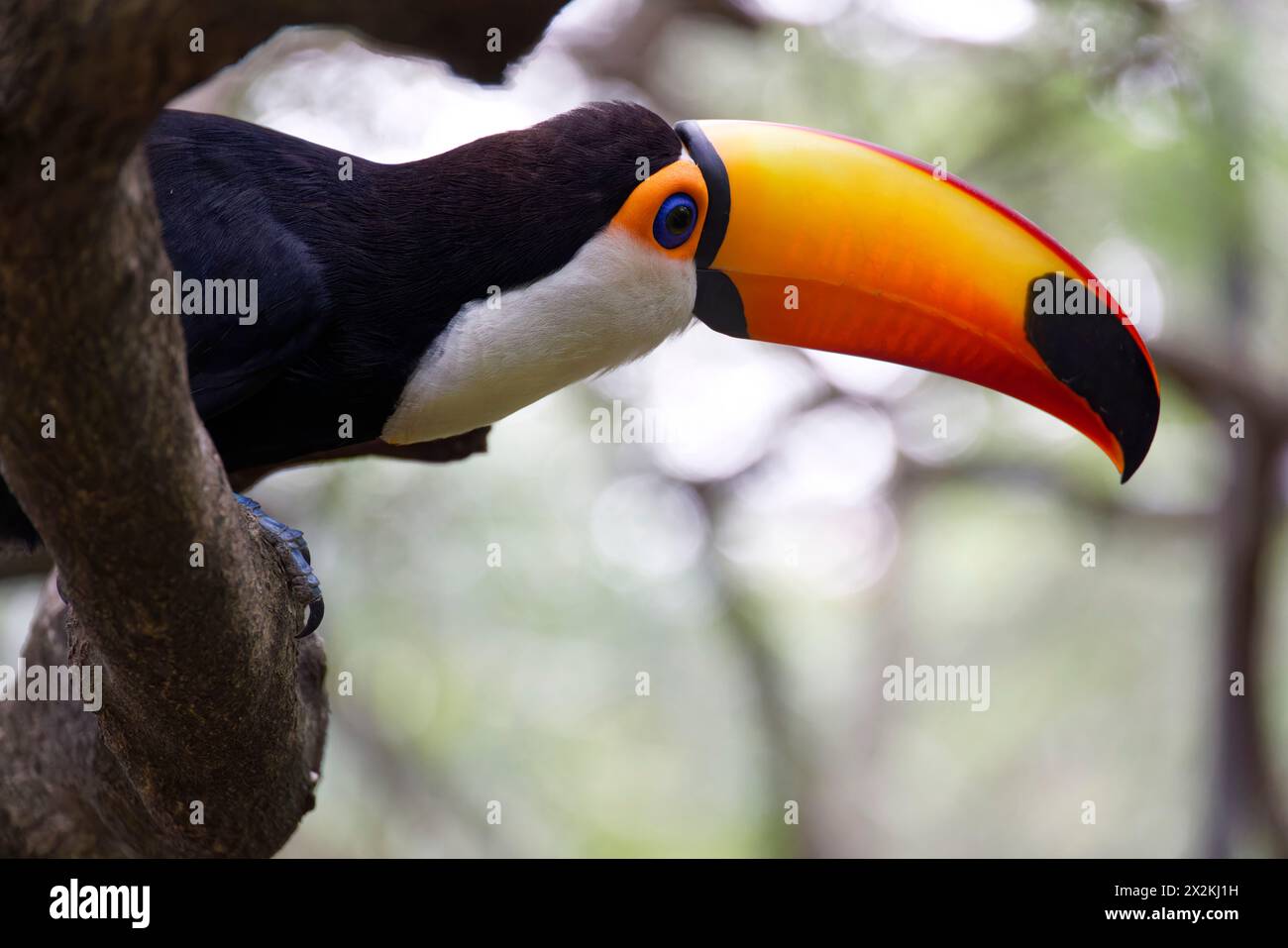 Santa Cruz de la Sierra, Bolivia. 12th Jan, 2024. Toco Toucan ...