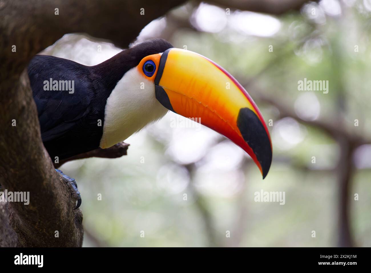 Santa Cruz de la Sierra, Bolivia. 12th Jan, 2024. Toco Toucan ...