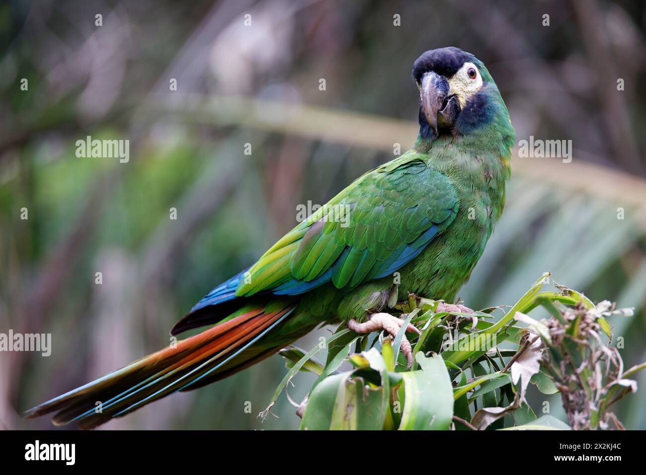 Santa Cruz de la Sierra, Bolivia. 12th Jan, 2024. White-eyed Parakeet ...