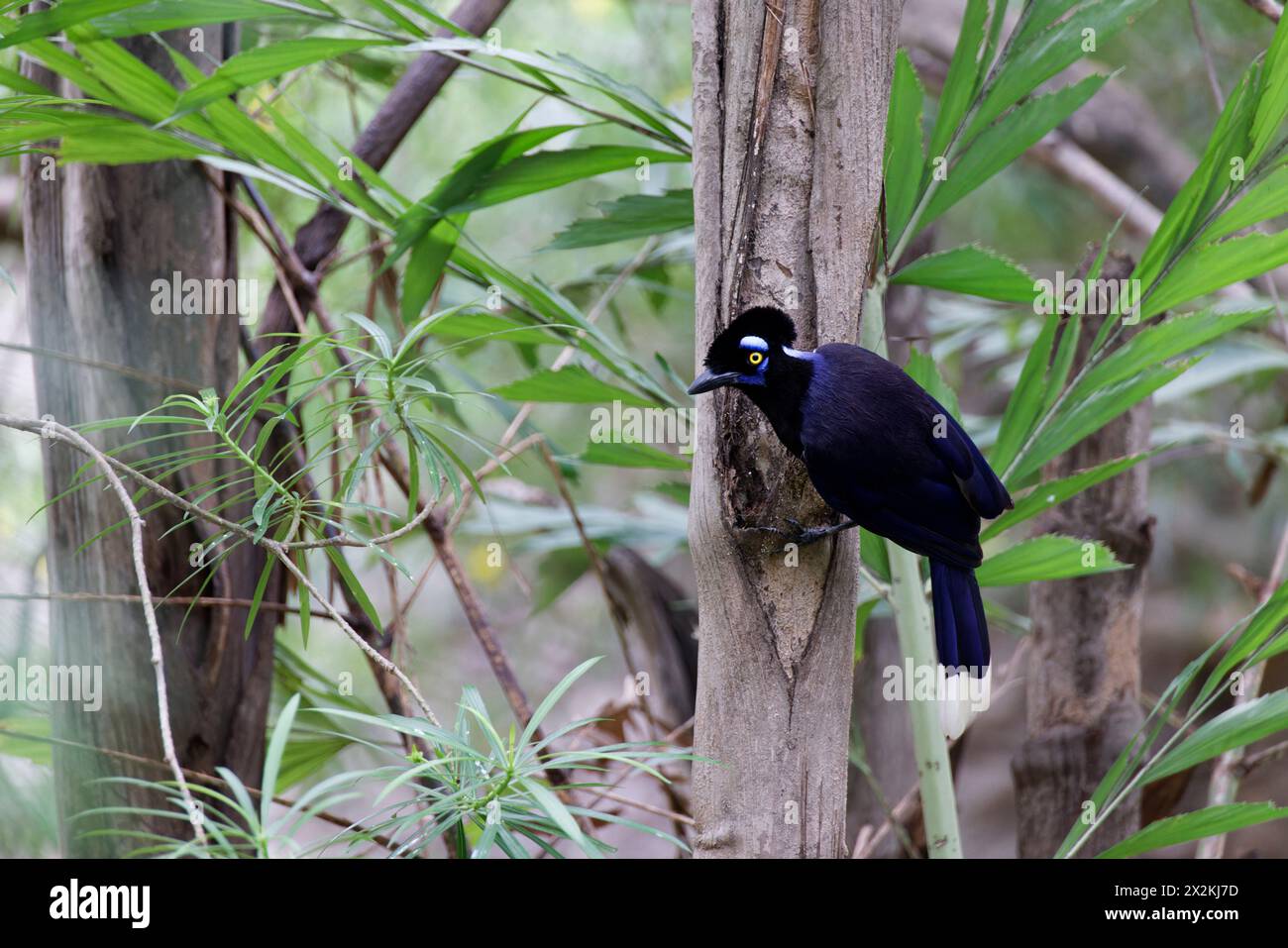 Santa Cruz de la Sierra, Bolivia. 12th Jan, 2024. Bird in Municipal Zoo ...