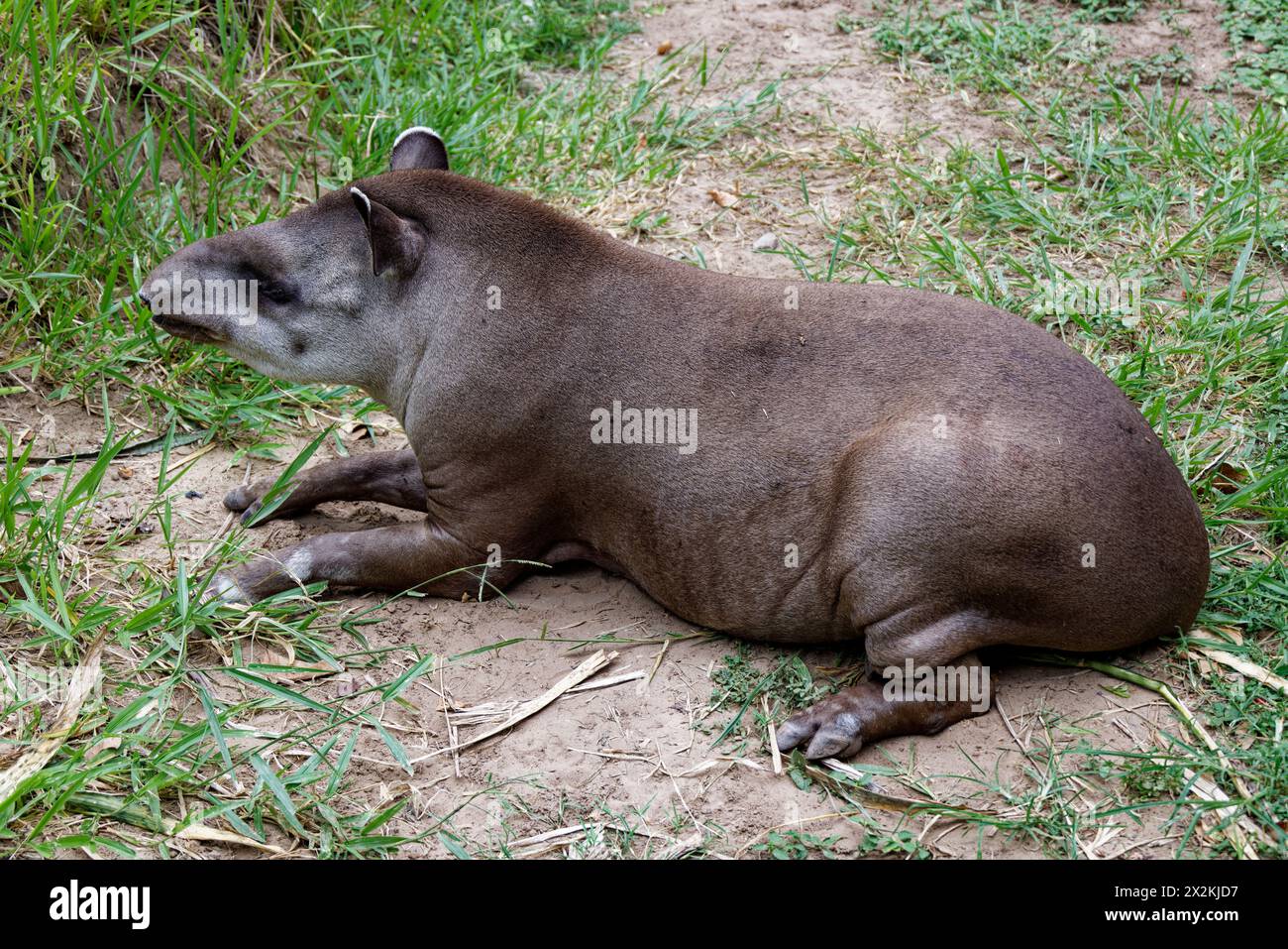 Santa Cruz de la Sierra, Bolivia. 12th Jan, 2024. Tapir amazonico ...