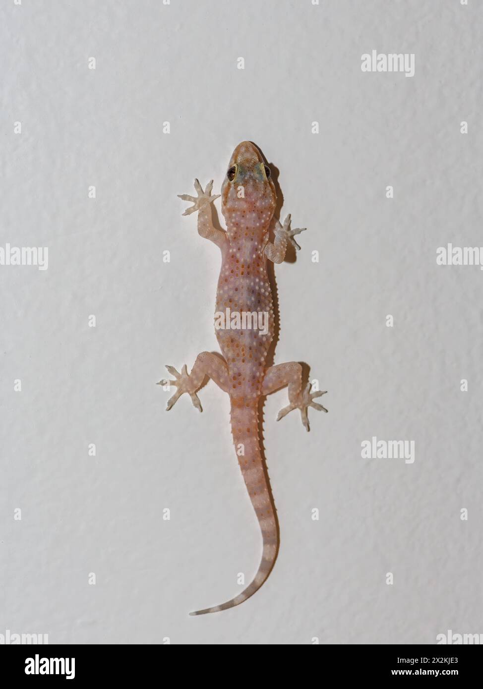 Mediterranean house gecko hi-res stock photography and images - Alamy