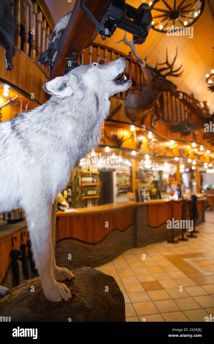 a wolf in the interior of a rustic restaurant Stock Photo - Alamy