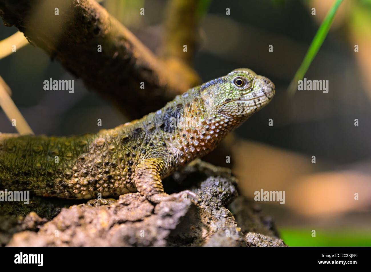 A Chinese crocodile lizard (Shinisaurus crocodilurus) resting on a log ...