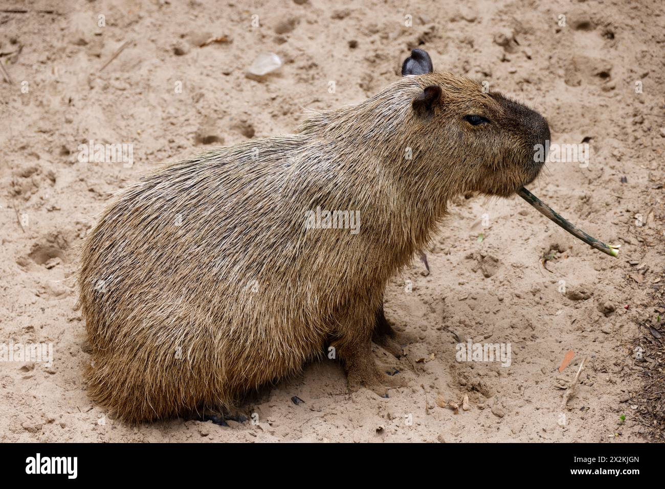 Santa Cruz de la Sierra, Bolivia. 12th Jan, 2024. Capybara or cabiai ...