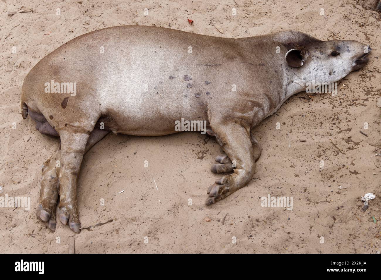 Santa Cruz de la Sierra, Bolivia. 12th Jan, 2024. Tapir amazonico ...