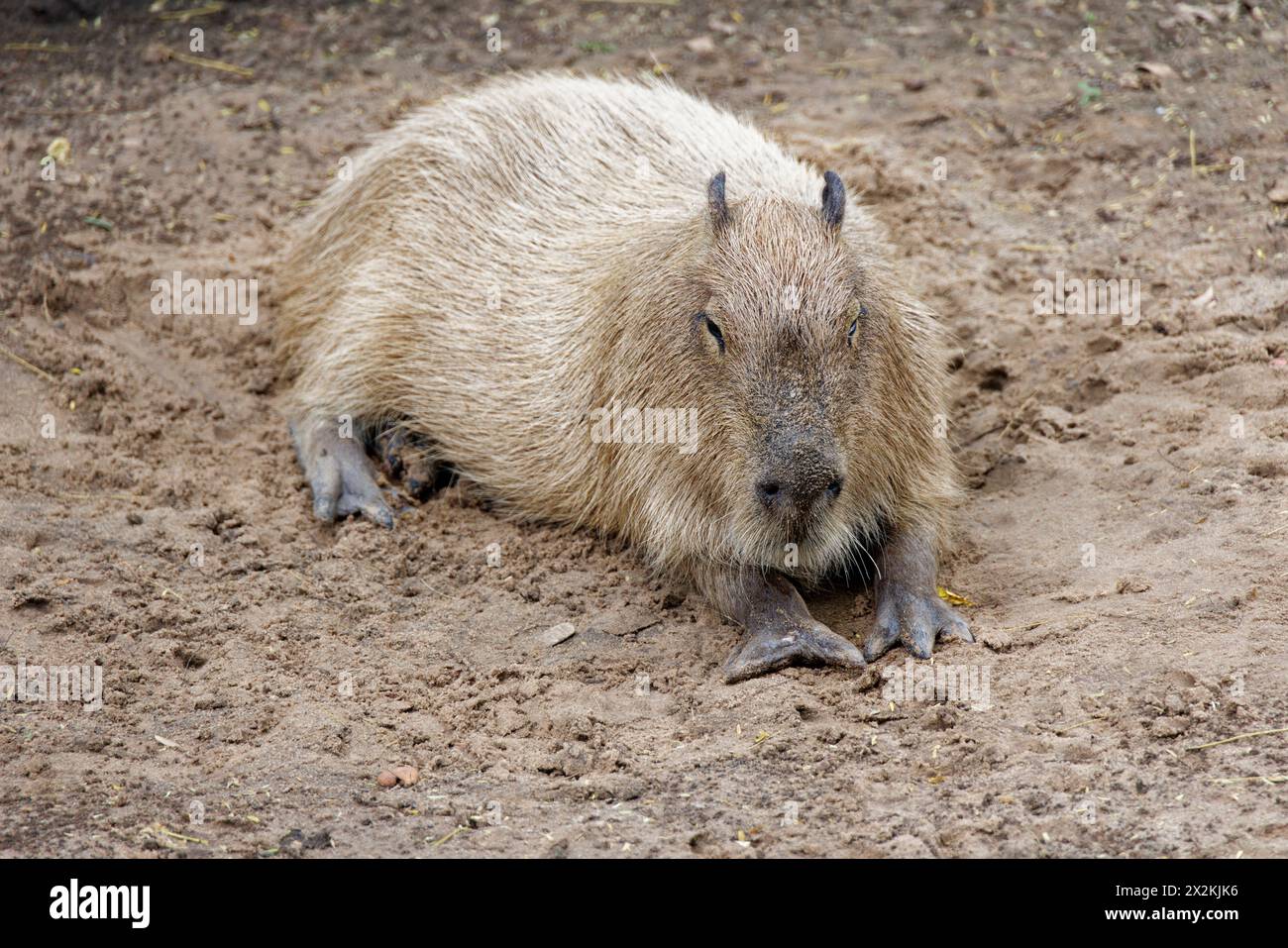 Santa Cruz de la Sierra, Bolivia. 12th Jan, 2024. Capybara or cabiai ...