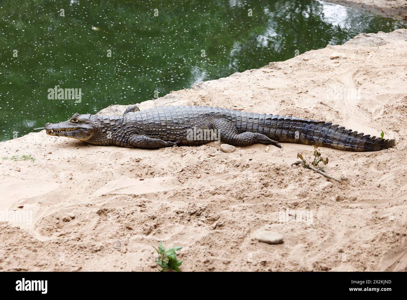 Santa Cruz de la Sierra, Bolivia. 12th Jan, 2024. Caiman in Municipal ...