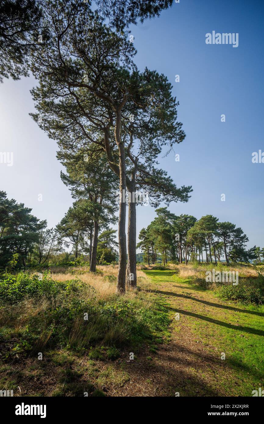 lickey hills country park west midlands england uk Stock Photo - Alamy