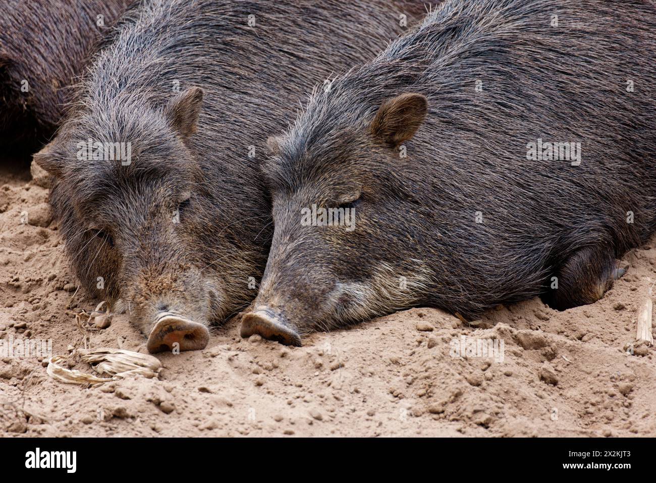 Santa Cruz de la Sierra, Bolivia. 12th Jan, 2024. Chancho tropero ...