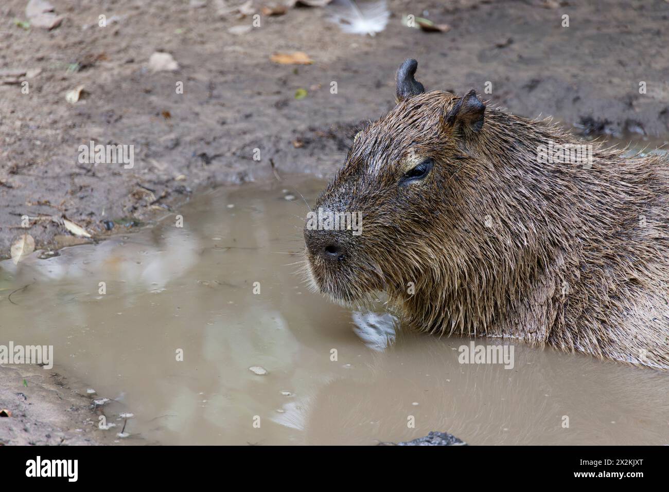 Santa Cruz de la Sierra, Bolivia. 12th Jan, 2024. Capybara or cabiai ...