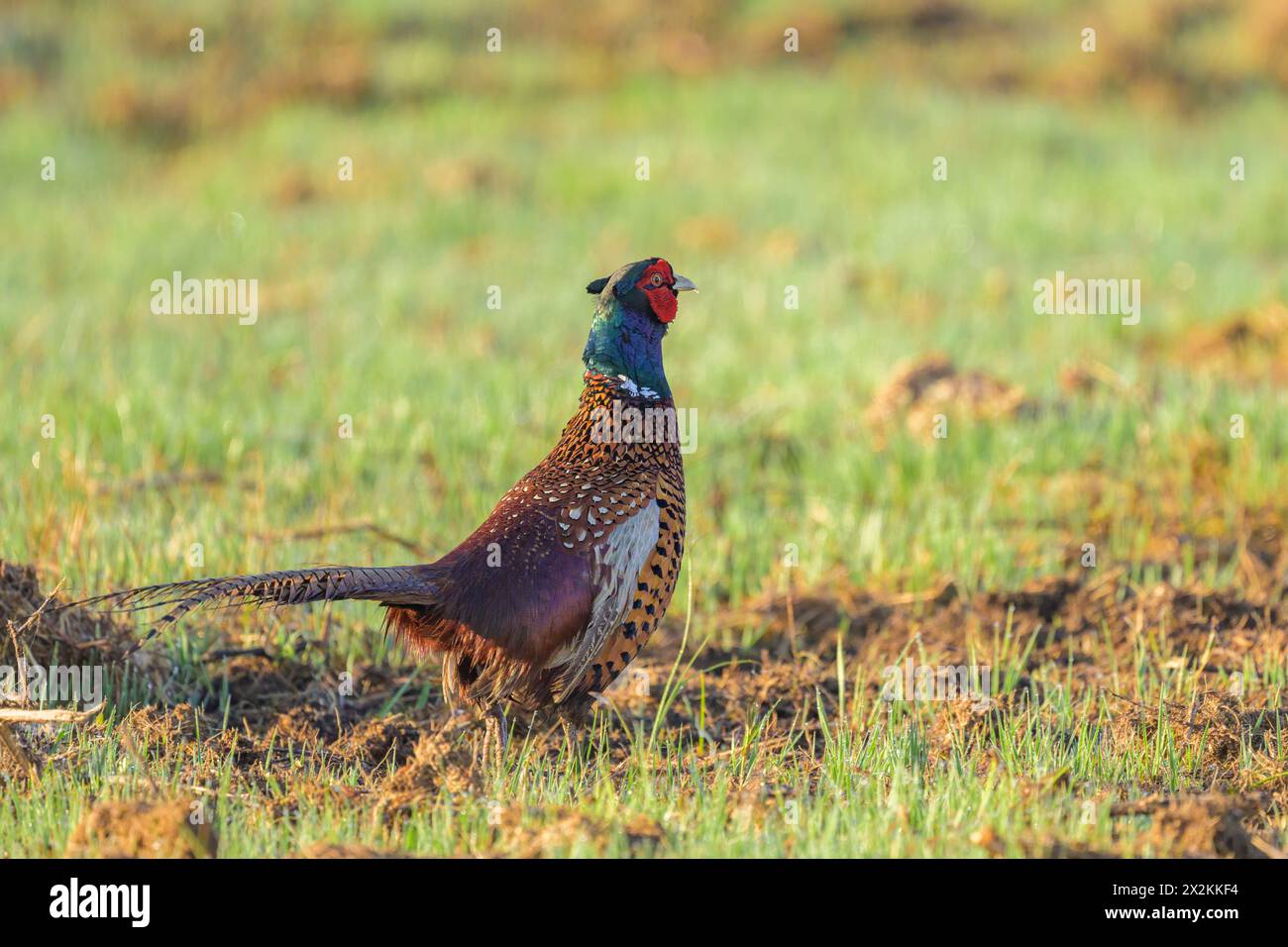 A male Common Pheasant walking in a meadow, sunny morning in springtime ...