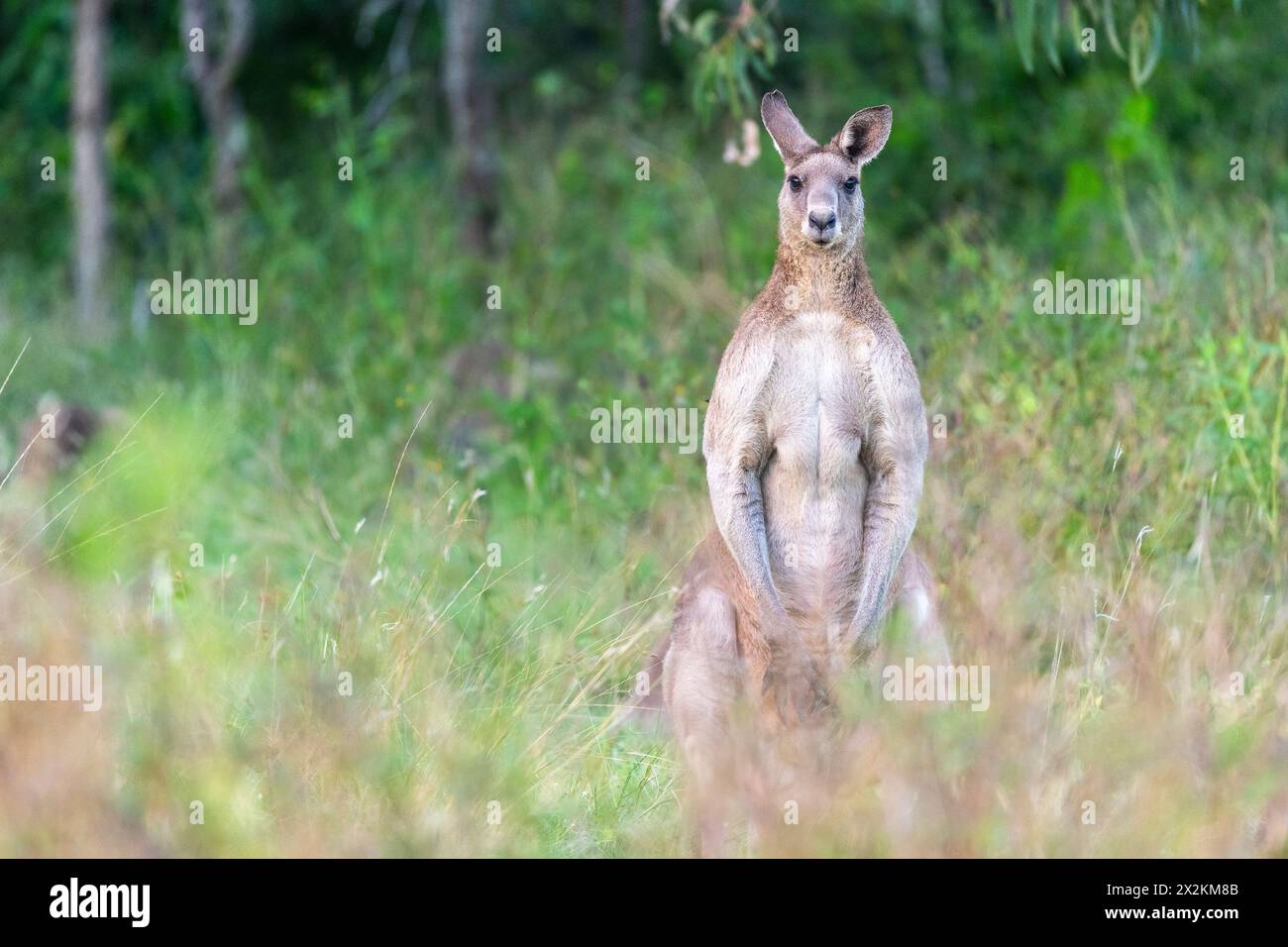 Eastern grey kangaroo (Macropus giganteus), male shows his muscles ...