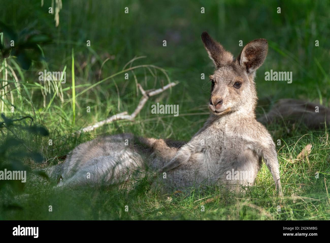 Eastern grey kangaroo (Macropus giganteus), female lying in the forest ...