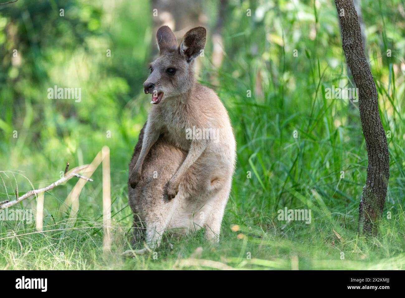 Eastern grey kangaroo (Macropus giganteus), yawns and scratches, in the ...