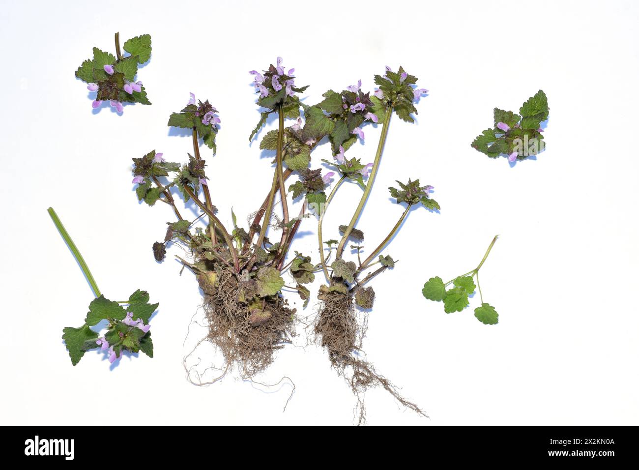 Herbarium. Tutorial. Bush of the plant Budra ivy or Witch's grass, its ...