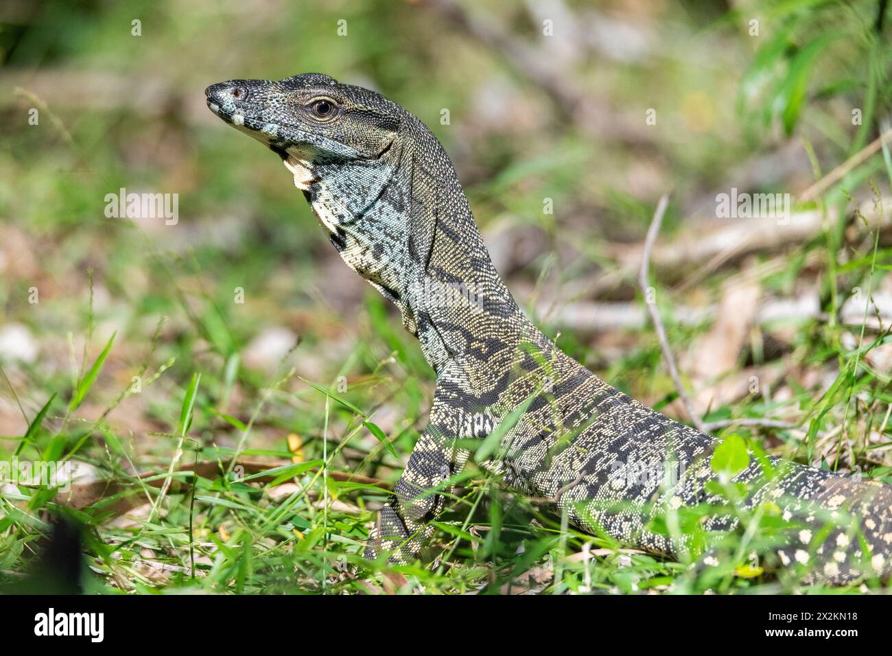 Lace monitor (Varanus varius), attentive, portrait Stock Photo - Alamy