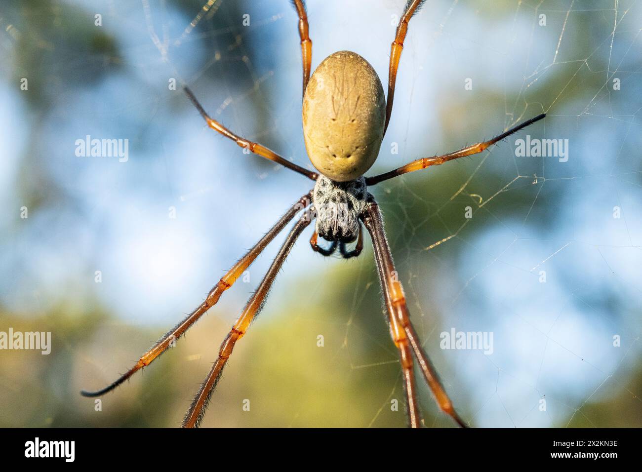 Trichonephila plumipes, the Pacific golden orb weaver, female Stock ...