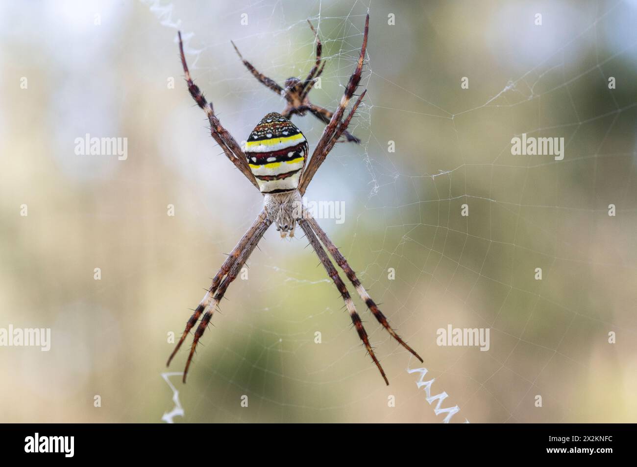 St. Andrew's cross spider (Argiope keyserlingi), female and a tiny male ...