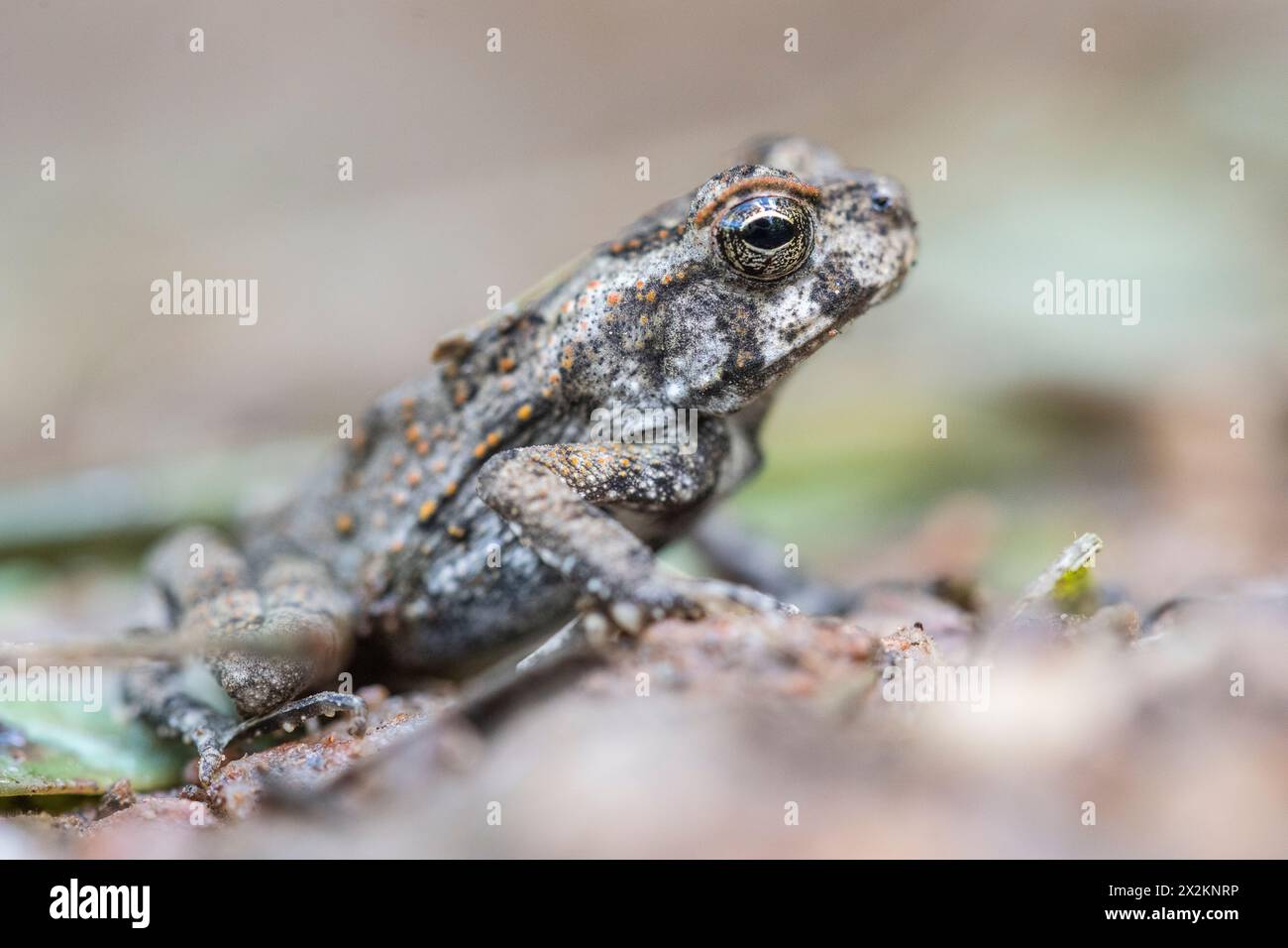 cane toad (Rhinella marina), also known as the giant neotropical toad ...
