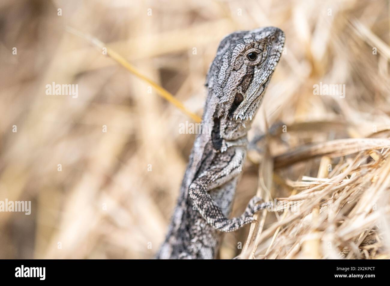 eastern bearded dragon (Pogona barbata), also known as common bearded ...
