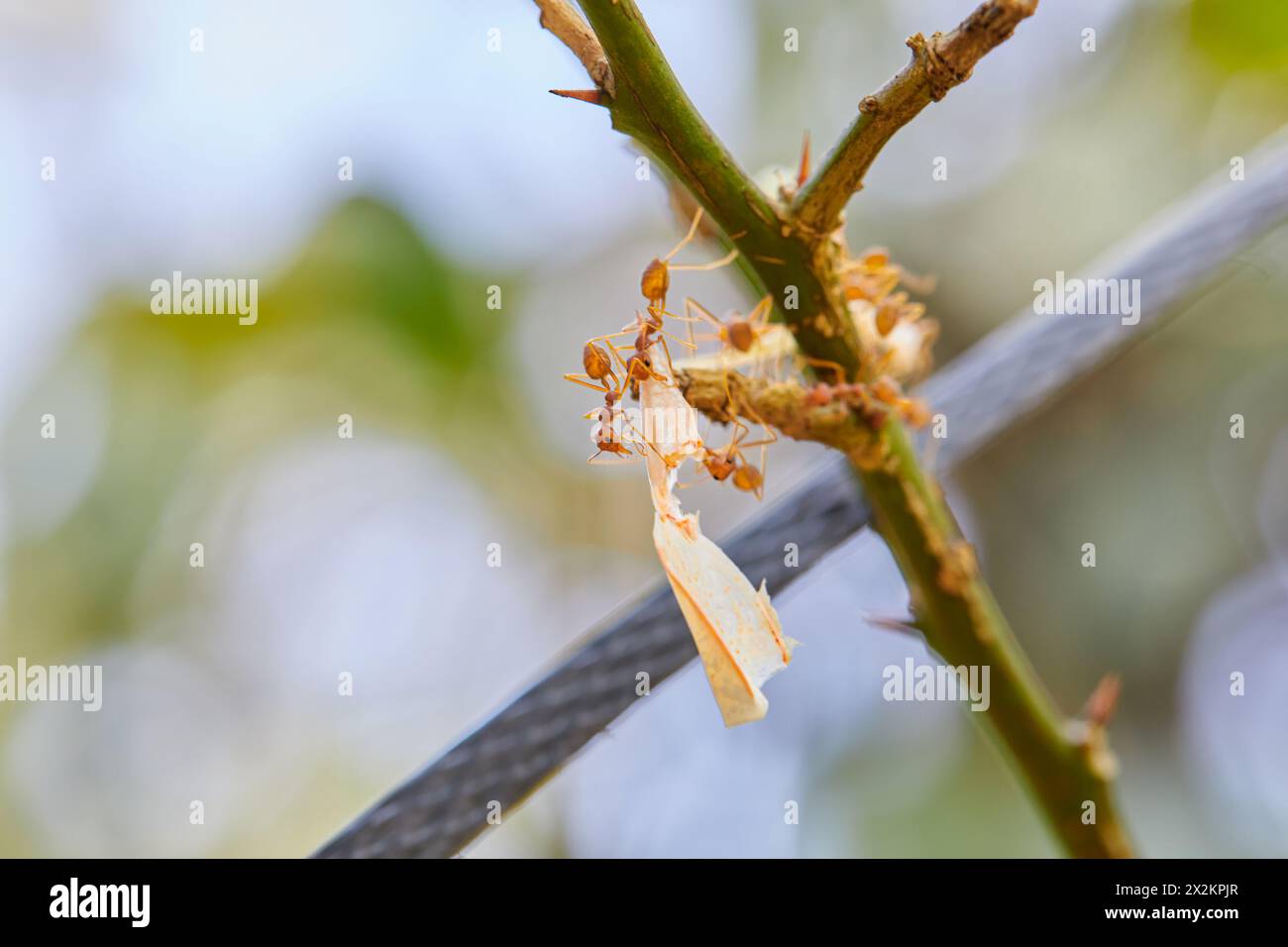Weaver ants nest hi-res stock photography and images - Alamy