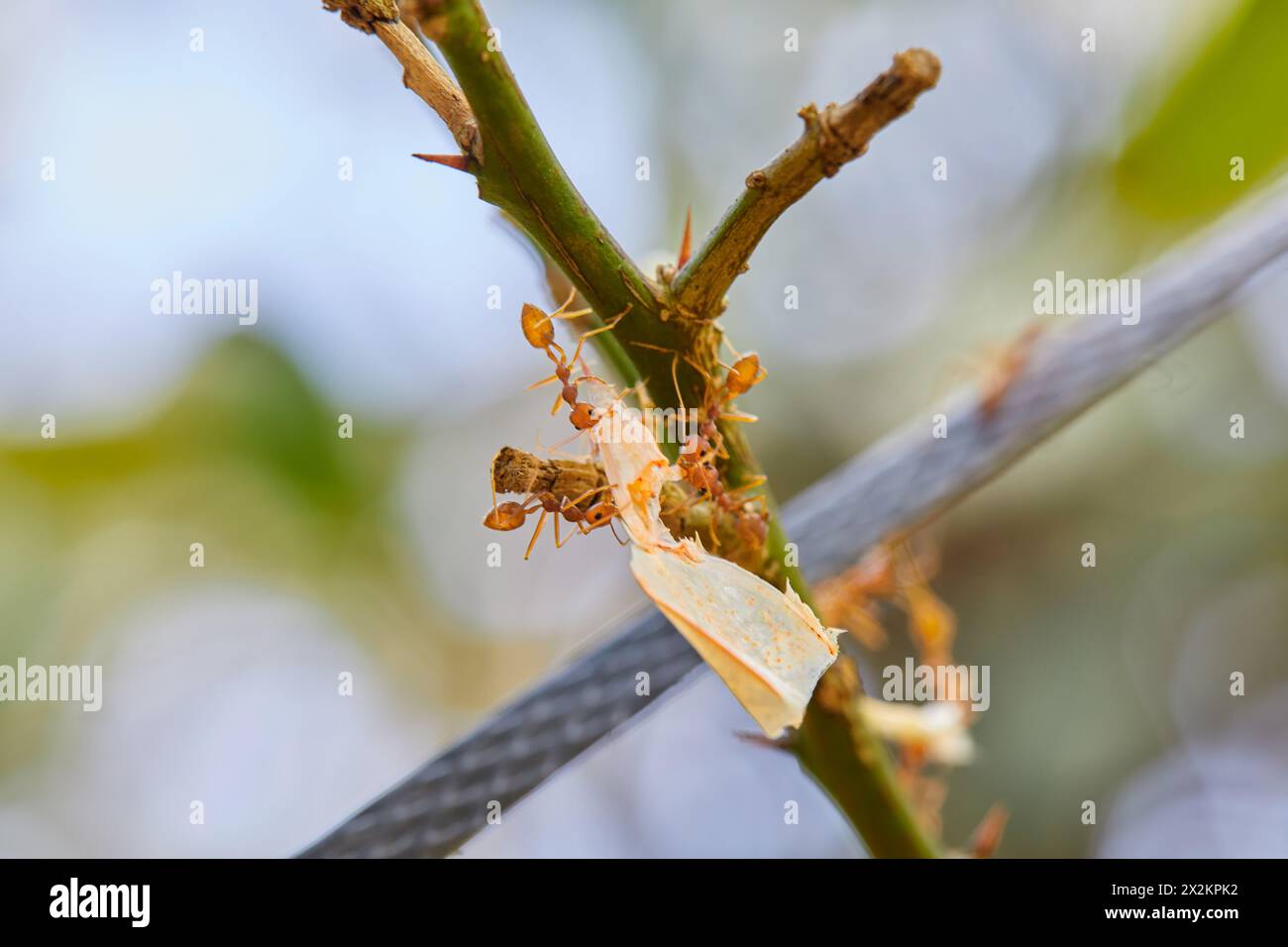 Ants carrying larvae hi-res stock photography and images - Alamy