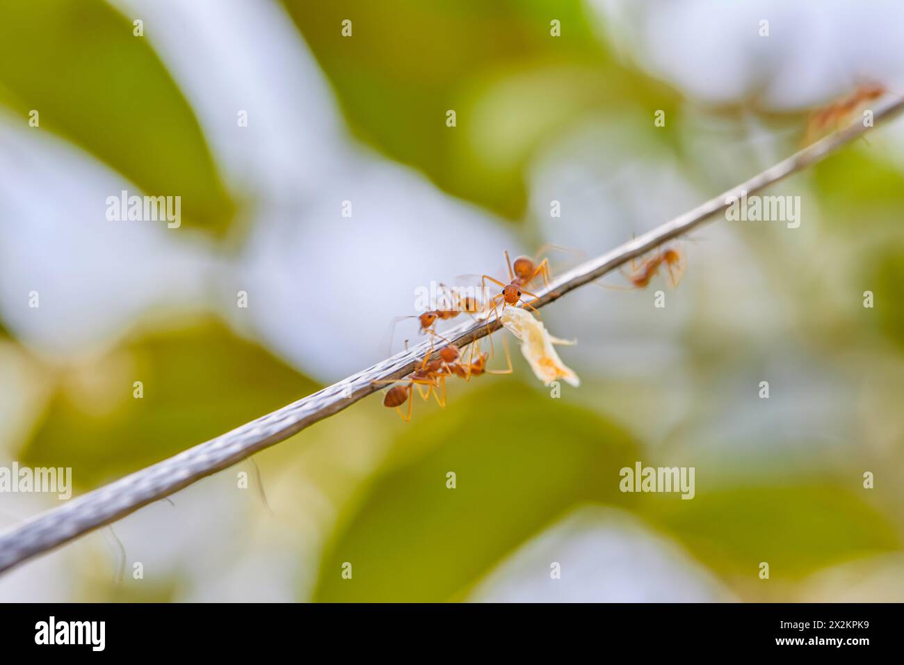 Ants carrying larvae hi-res stock photography and images - Alamy