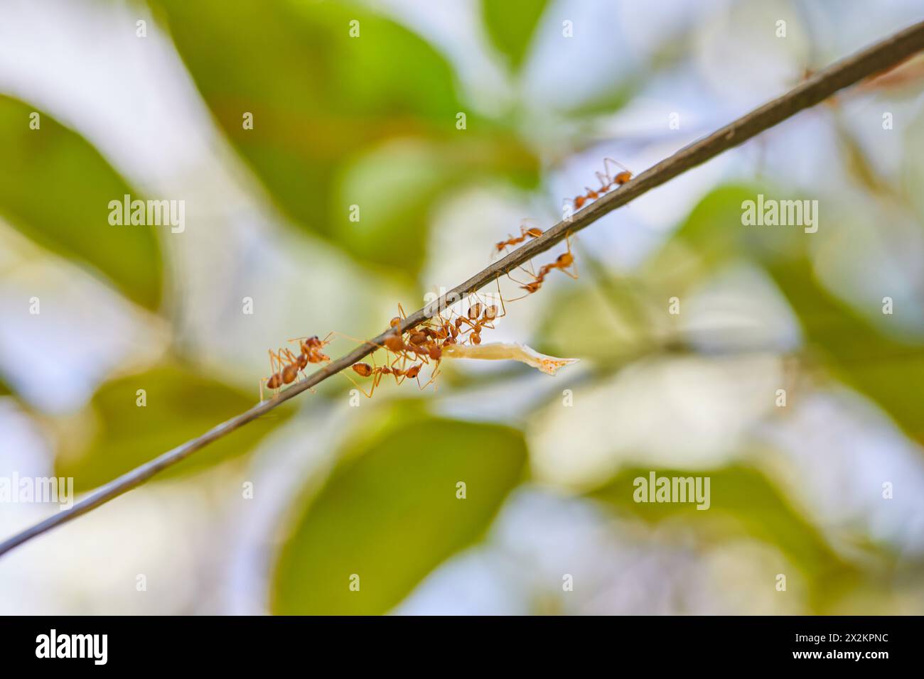 Ants carrying larvae hi-res stock photography and images - Alamy