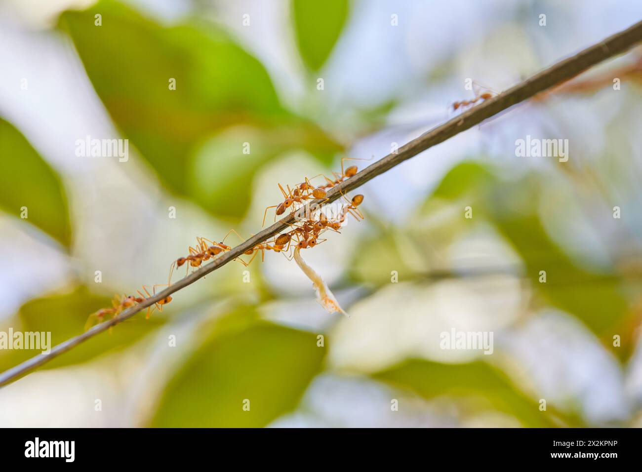 Ants carrying larvae hi-res stock photography and images - Alamy