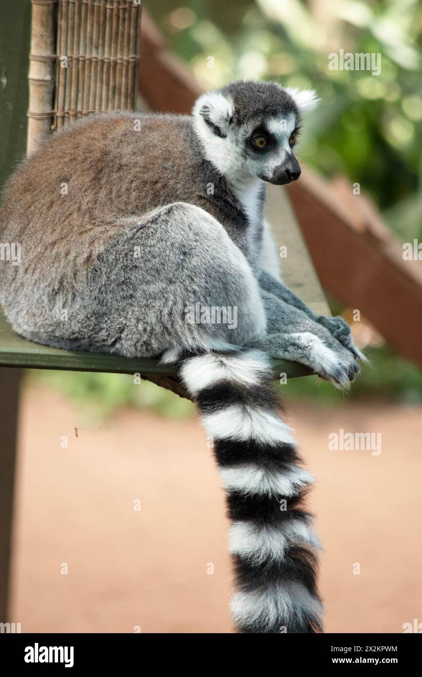 The Ring-tailed lemur backs is grey with grey limbs and dark grey heads ...