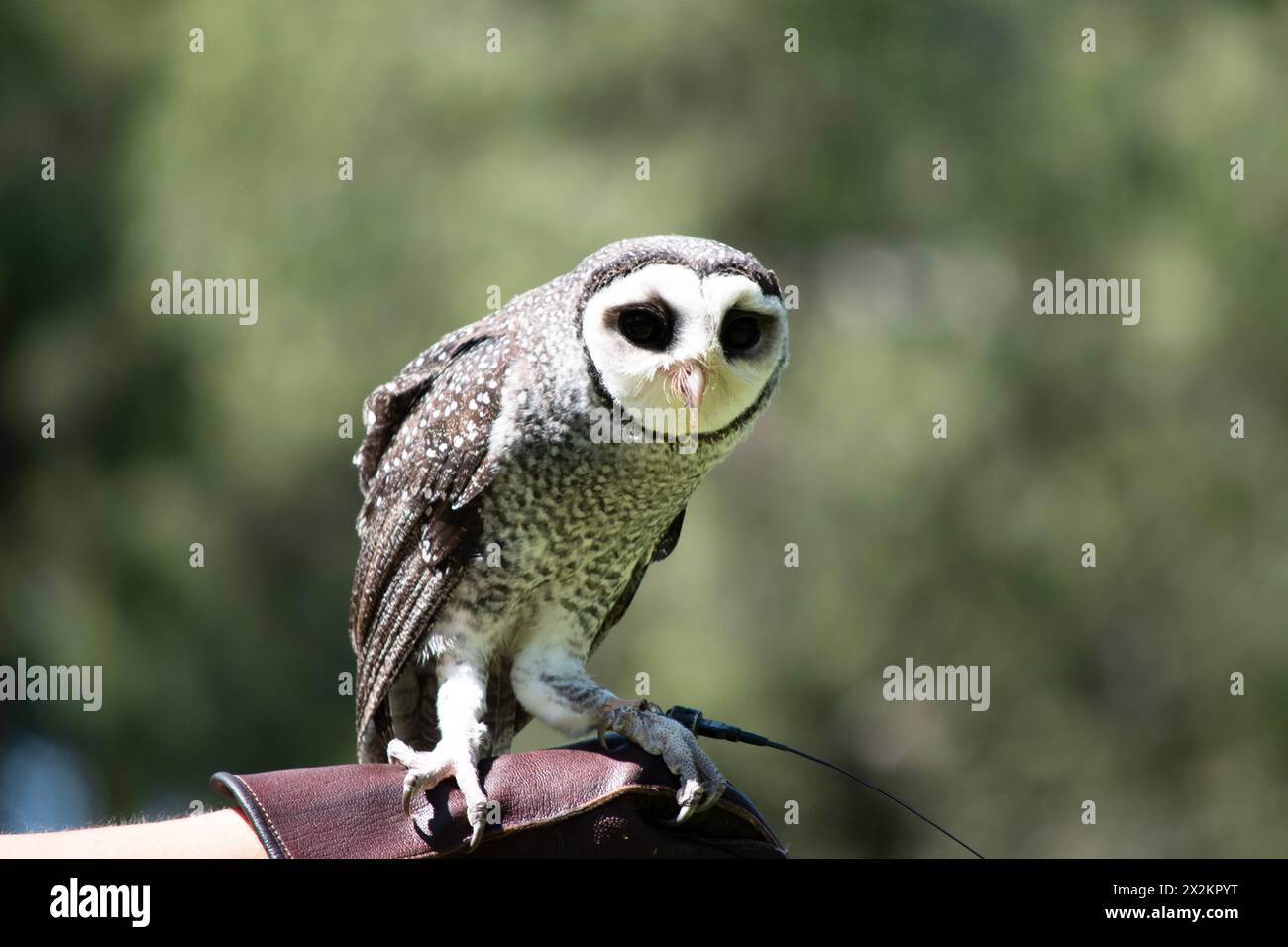 The lesser sooty owl is a dark sooty-grey in color, with large eyes in ...