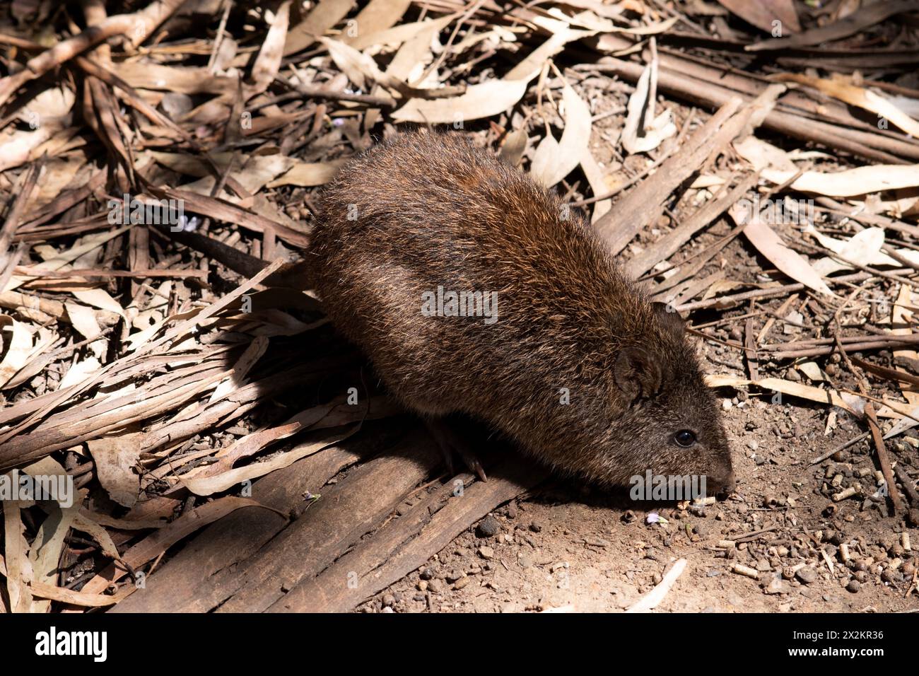 The Long-nosed Potoroos have a brown to grey upper body and paler ...