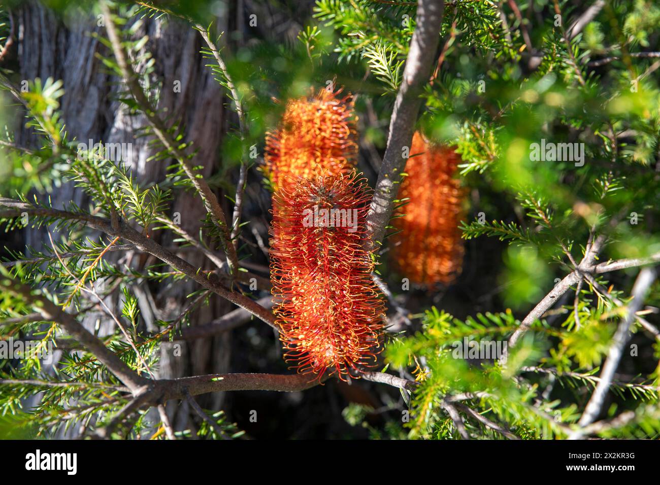 Red orange flower Australian banksia Ericifolia beside the America Bay ...