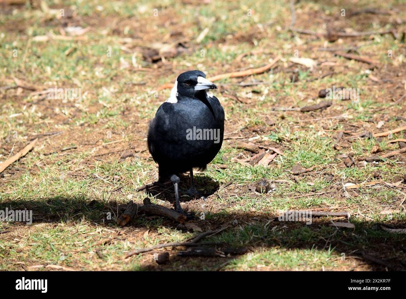 The magpie is a distinctive looking bird, with glossy black and ...
