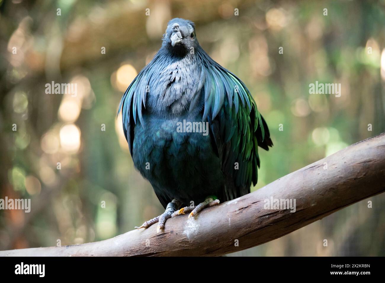 Green spotted dove hi-res stock photography and images - Alamy