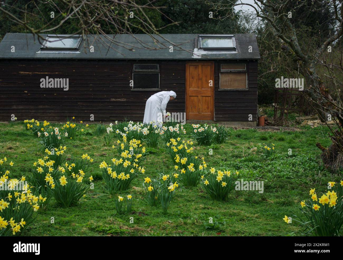 Nun dressed in a white habit picking daffodils in the grounds of Turvey ...