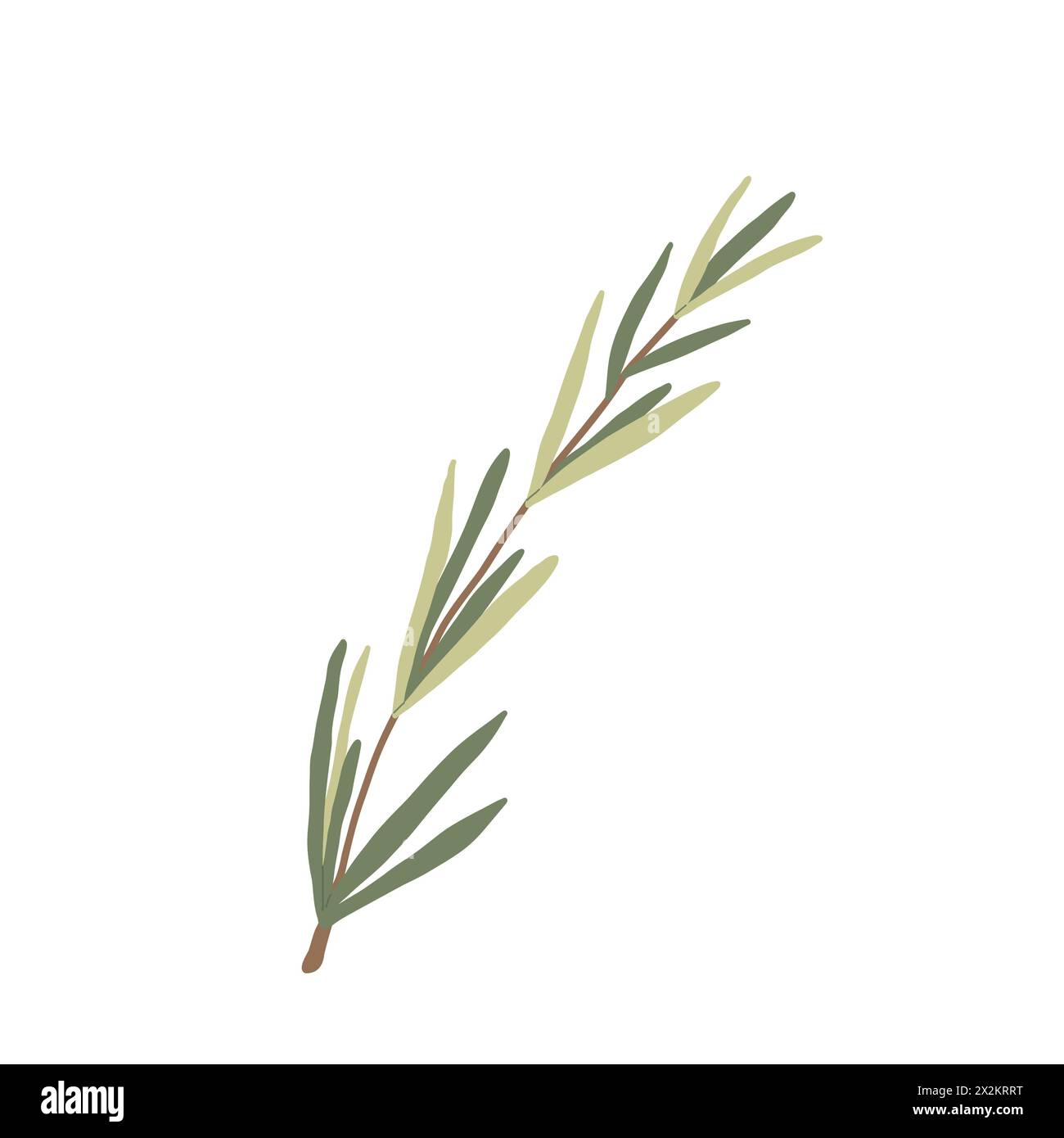 Rosemary isolated on white background. Fresh herb branch. Vector hand ...