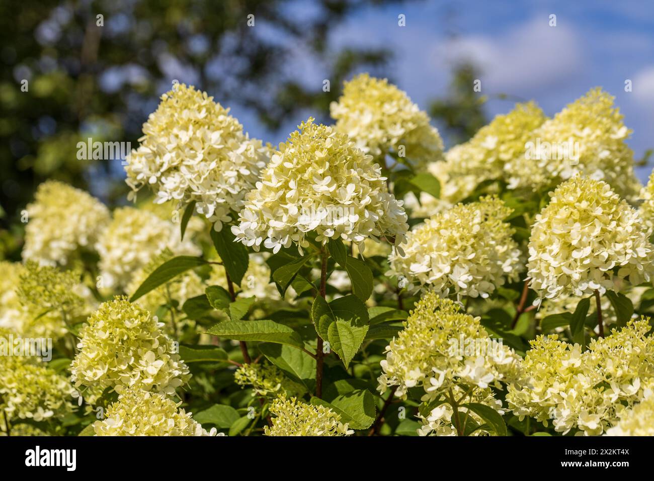 Hydrangea paniculata sort Limelight: hydrangea paniculata blooms on the ...