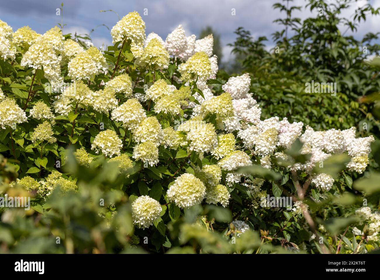Hydrangea paniculata sort Limelight: hydrangea paniculata blooms on the ...