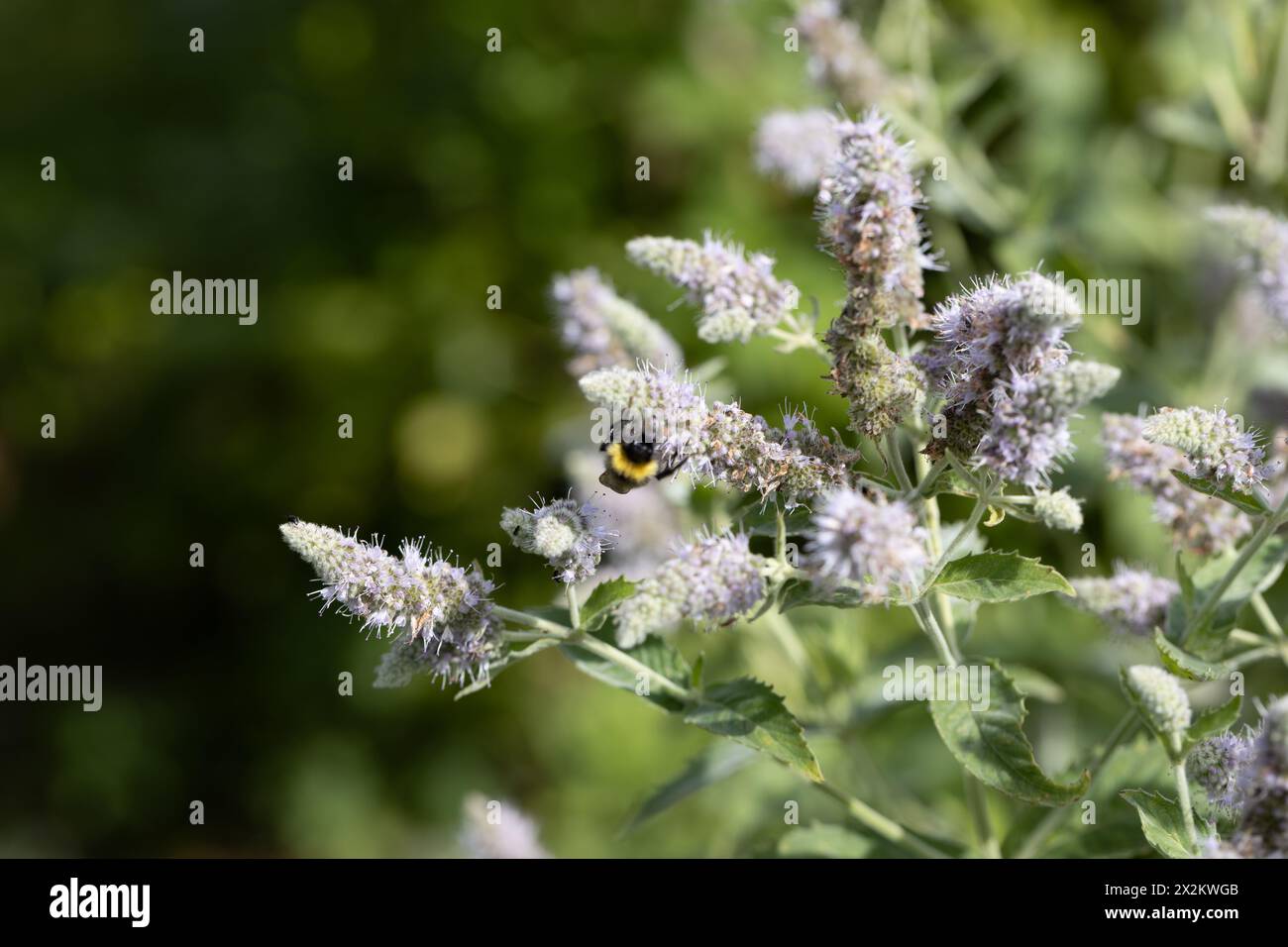 Bumblebee on mint leaf hi-res stock photography and images - Alamy